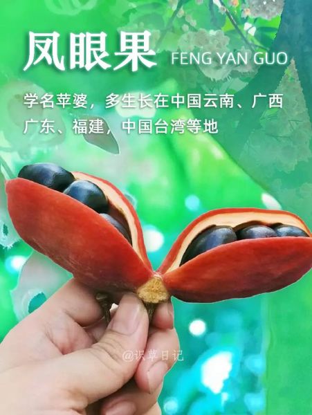 凤眼果是什么水果_凤眼果怎么吃-第1张图片-山城妙识 凤眼果是什么水果_凤眼果怎么吃-第1张图片-山城妙识