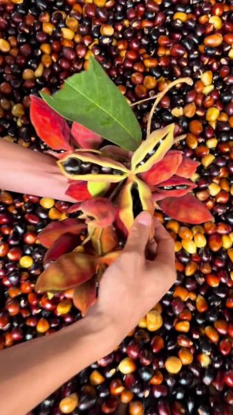 凤眼果是什么水果_凤眼果怎么吃-第3张图片-山城妙识 凤眼果是什么水果_凤眼果怎么吃-第3张图片-山城妙识