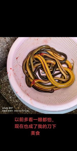 黄鳝怎么杀_黄鳝宰杀视频教程-第2张图片-山城妙识