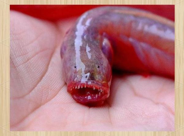 须鳗鰕虎鱼怎么养_须鳗鰕虎鱼吃什么-第2张图片-山城妙识 须鳗鰕虎鱼怎么养_须鳗鰕虎鱼吃什么-第2张图片-山城妙识