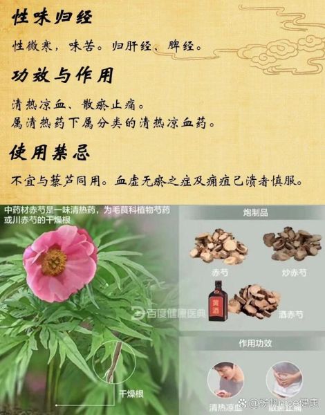 赤芍的功效与作用_赤芍和当归的区别-第2张图片-山城妙识