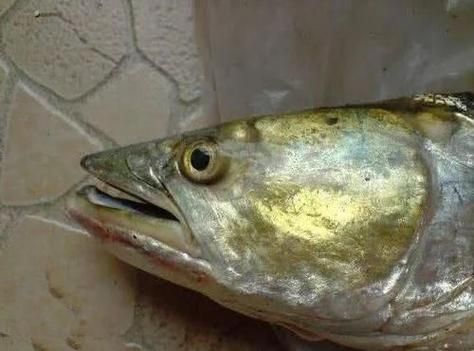 鳡鱼多少钱一斤_鳡鱼价格受哪些因素影响-第2张图片-山城妙识