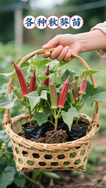 向日葵草莓丝瓜秋葵_可以一起种吗-第1张图片-山城妙识