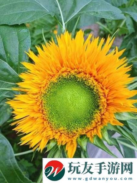 向日葵草莓丝瓜秋葵_可以一起种吗-第2张图片-山城妙识