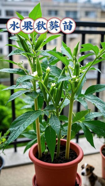 向日葵草莓丝瓜秋葵_可以一起种吗-第3张图片-山城妙识