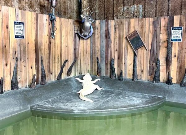 新奥尔良在美国哪个州_新奥尔良属于哪个州-第3张图片-山城妙识 新奥尔良在美国哪个州_新奥尔良属于哪个州-第3张图片-山城妙识