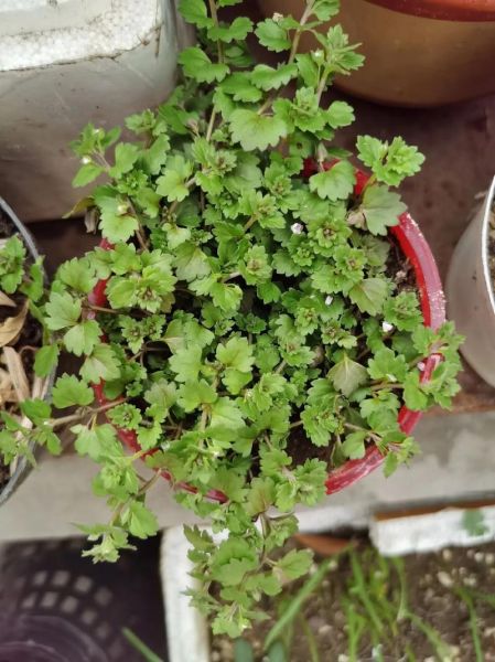 金钱草图片_肾结石可以喝金钱草吗-第1张图片-山城妙识