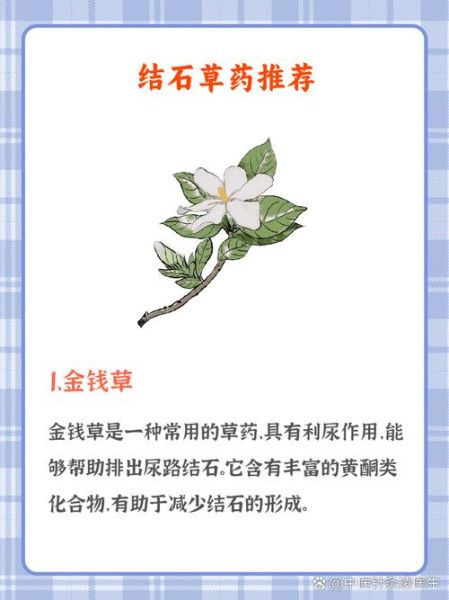 金钱草图片_肾结石可以喝金钱草吗-第3张图片-山城妙识