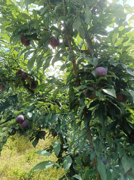 黑布林孕妇可以吃吗_黑布林孕妇能吃吗-第2张图片-山城妙识 黑布林孕妇可以吃吗_黑布林孕妇能吃吗-第2张图片-山城妙识