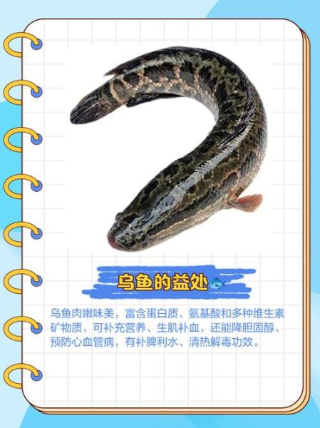 乌鱼影视在线下载安全吗_乌鱼影视怎么下载到手机-第1张图片-山城妙识 乌鱼影视在线下载安全吗_乌鱼影视怎么下载到手机-第1张图片-山城妙识