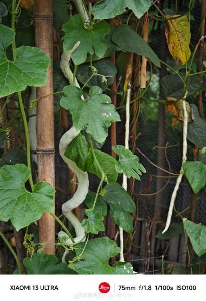 蛇瓜图片长什么样_蛇瓜和丝瓜的区别-第1张图片-山城妙识