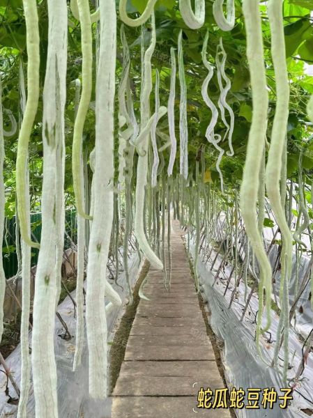 蛇瓜图片长什么样_蛇瓜和丝瓜的区别-第2张图片-山城妙识