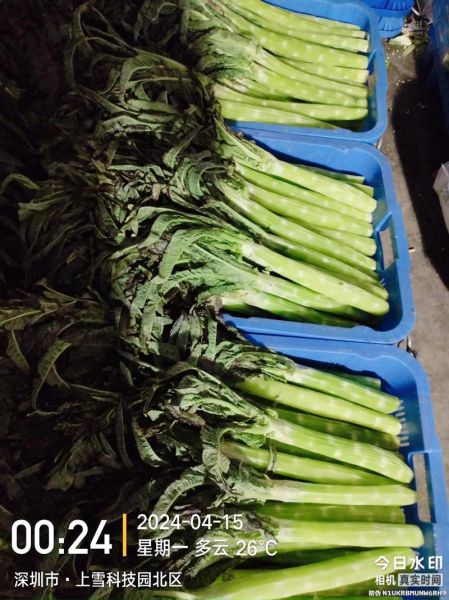 像莴苣的蔬菜叫什么菜_口感相似的蔬菜有哪些-第2张图片-山城妙识