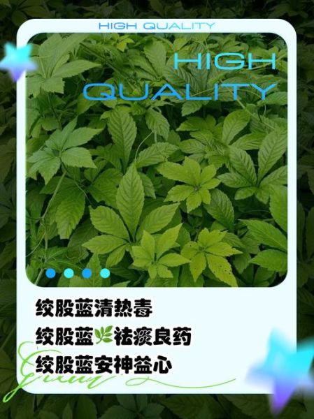 绞股蓝能降三高吗_绞股蓝茶怎么喝最有效-第1张图片-山城妙识