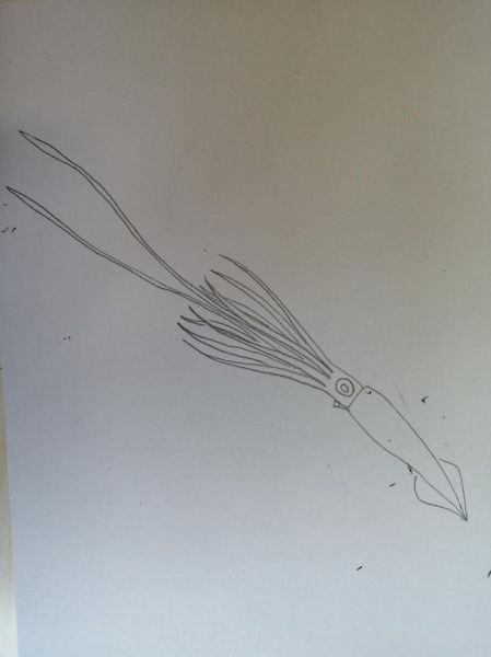 大王乌贼怎么画_大王乌贼绘画步骤-第2张图片-山城妙识