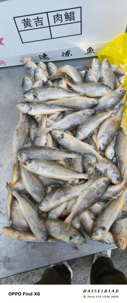 冻小黄花鱼怎么做好吃_冻小黄花鱼的家常做法-第3张图片-山城妙识