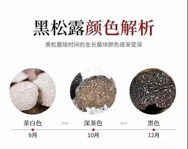 野生松露多少钱一斤_松露价格为什么差距大-第3张图片-山城妙识