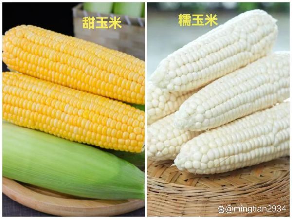 玉米有哪些种类_甜玉米和糯玉米区别-第1张图片-山城妙识