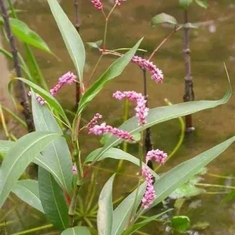 辣蓼草长什么样_辣蓼草图片怎么辨认-第1张图片-山城妙识
