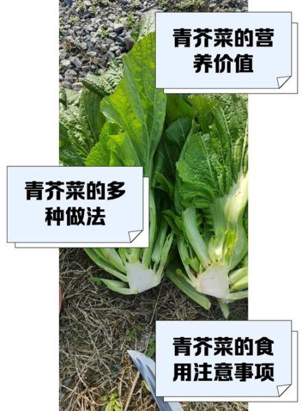 春芥菜图片_如何辨别新鲜度-第3张图片-山城妙识