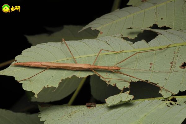 竹节虫怎么养_竹节虫寿命有多长-第1张图片-山城妙识