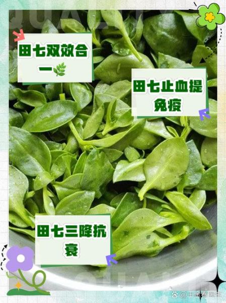 真正田七是哪种图片_如何一眼识别正品田七-第3张图片-山城妙识