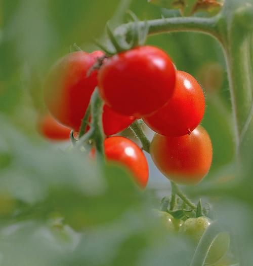 樱桃番茄是转基因的吗_樱桃番茄安全吗-第1张图片-山城妙识 樱桃番茄是转基因的吗_樱桃番茄安全吗-第1张图片-山城妙识