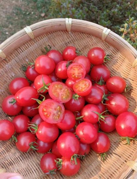 樱桃番茄是转基因的吗_樱桃番茄安全吗-第2张图片-山城妙识 樱桃番茄是转基因的吗_樱桃番茄安全吗-第2张图片-山城妙识