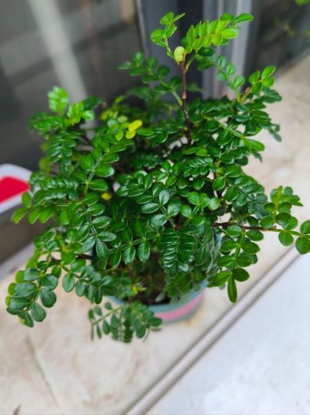 白胡椒树长什么样_白胡椒树图片怎么识别-第1张图片-山城妙识 白胡椒树长什么样_白胡椒树图片怎么识别-第1张图片-山城妙识