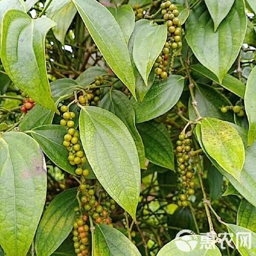 白胡椒树长什么样_白胡椒树图片怎么识别-第2张图片-山城妙识 白胡椒树长什么样_白胡椒树图片怎么识别-第2张图片-山城妙识