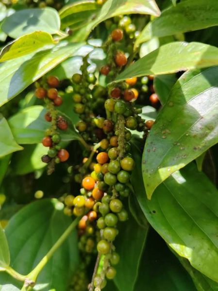 白胡椒树长什么样_白胡椒树图片怎么识别-第3张图片-山城妙识 白胡椒树长什么样_白胡椒树图片怎么识别-第3张图片-山城妙识