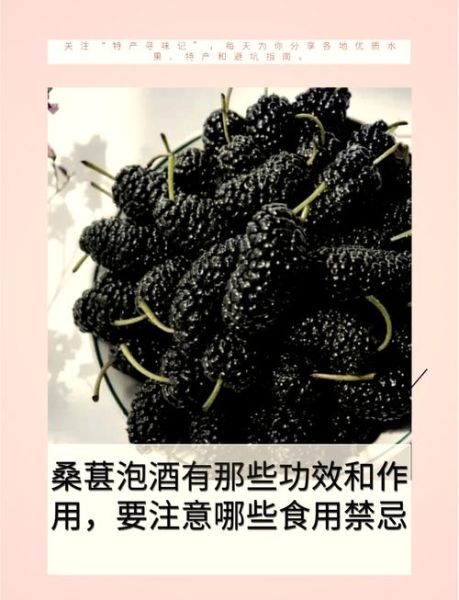 桑葚泡酒的功效与作用_桑葚酒怎么泡才正确-第2张图片-山城妙识