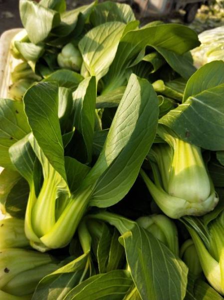 油菜图片高清_油菜高清图片怎么拍-第1张图片-山城妙识