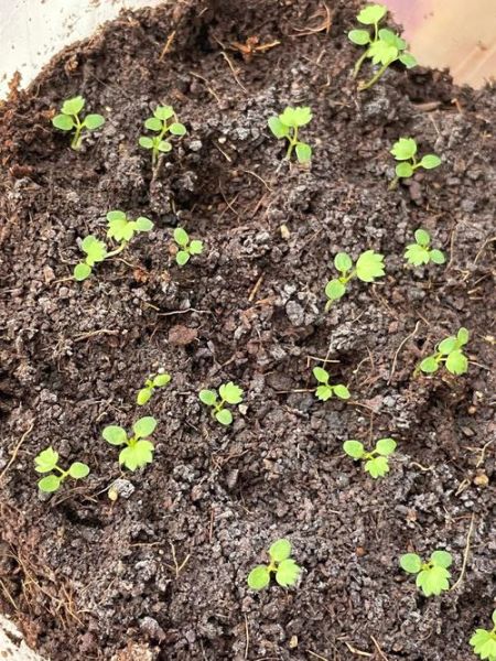 草莓发芽什么样子_如何辨别真假-第3张图片-山城妙识 草莓发芽什么样子_如何辨别真假-第3张图片-山城妙识