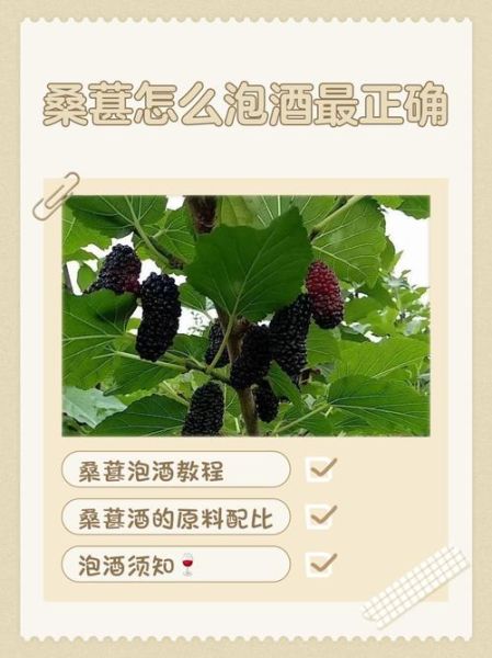 桑葚泡酒的功效与作用_桑葚酒怎么泡才正确-第3张图片-山城妙识