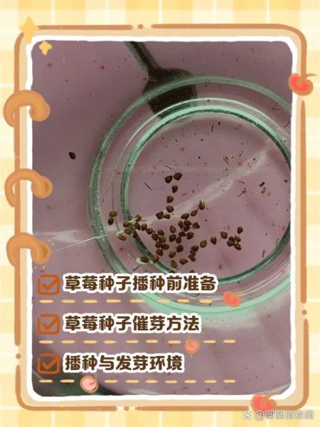 草莓发芽什么样子_如何辨别真假-第1张图片-山城妙识 草莓发芽什么样子_如何辨别真假-第1张图片-山城妙识