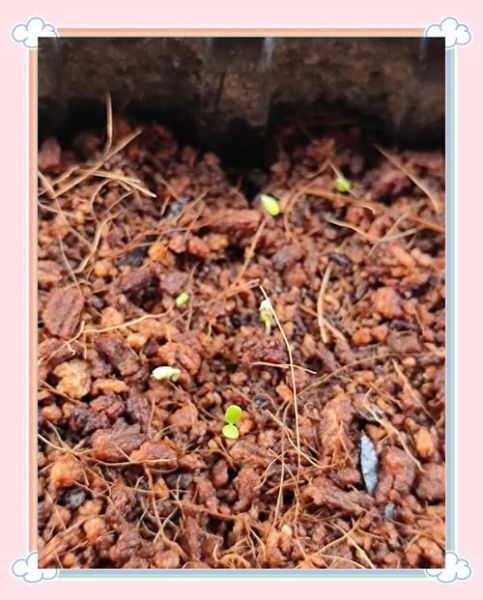 草莓发芽什么样子_如何辨别真假-第2张图片-山城妙识 草莓发芽什么样子_如何辨别真假-第2张图片-山城妙识