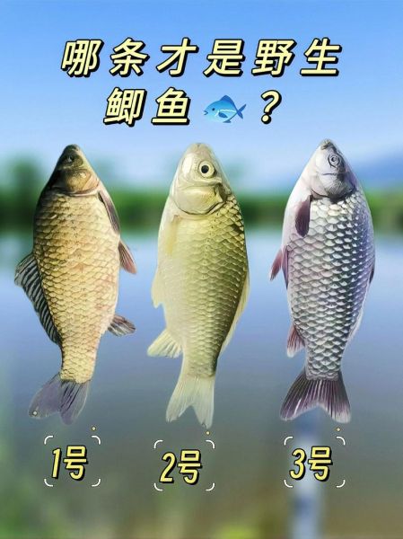 野生鲫鱼怎么钓_野生鲫鱼吃什么-第3张图片-山城妙识 野生鲫鱼怎么钓_野生鲫鱼吃什么-第3张图片-山城妙识
