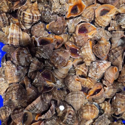 海螺图片怎么拍_海螺图片怎么调色-第2张图片-山城妙识