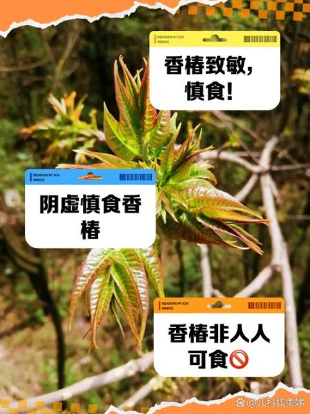 哪些人不能吃椿芽_椿芽禁忌人群-第2张图片-山城妙识