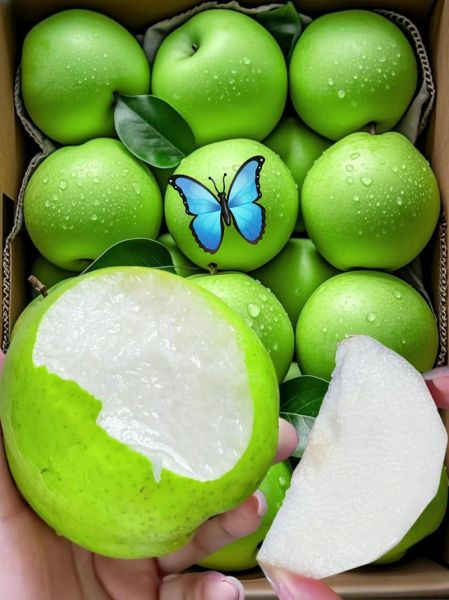 砀山梨怎么读_砀山梨产地在哪里-第2张图片-山城妙识 砀山梨怎么读_砀山梨产地在哪里-第2张图片-山城妙识