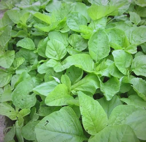 苋菜有几种_常见苋菜品种图片识别-第2张图片-山城妙识 苋菜有几种_常见苋菜品种图片识别-第2张图片-山城妙识