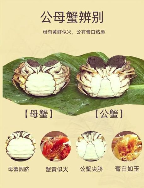 大闸蟹和梭子蟹的区别_哪种螃蟹更好吃-第3张图片-山城妙识