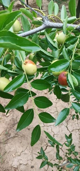 枣子几月份成熟_新鲜枣子上市时间-第3张图片-山城妙识 枣子几月份成熟_新鲜枣子上市时间-第3张图片-山城妙识