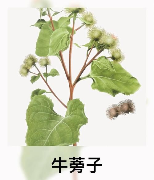 牛蒡的功效与作用_牛蒡的禁忌人群有哪些-第1张图片-山城妙识 牛蒡的功效与作用_牛蒡的禁忌人群有哪些-第1张图片-山城妙识