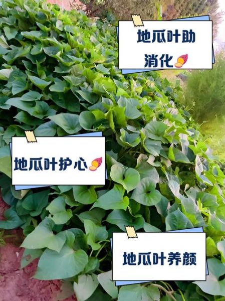 地瓜叶子有什么功效_地瓜叶子的作用与禁忌-第3张图片-山城妙识