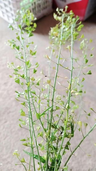 荠菜花能吃吗_荠菜花怎么吃-第1张图片-山城妙识