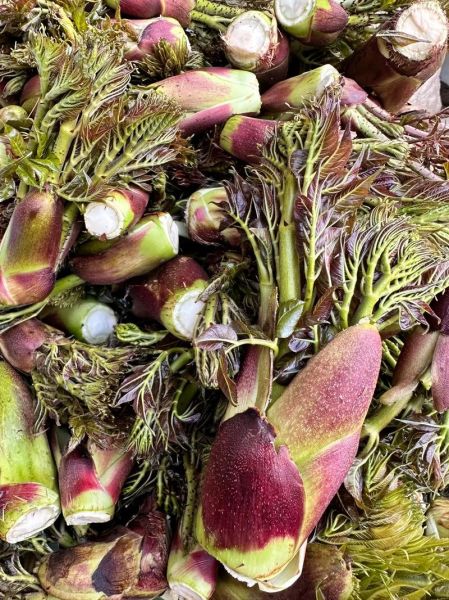 种植刺老芽骗局是真的吗_刺老芽种植包回收靠谱吗-第1张图片-山城妙识