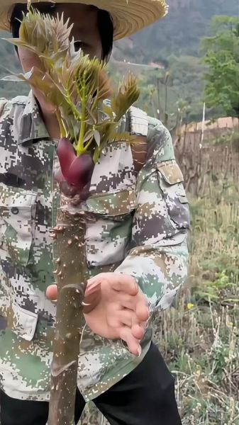 种植刺老芽骗局是真的吗_刺老芽种植包回收靠谱吗-第2张图片-山城妙识
