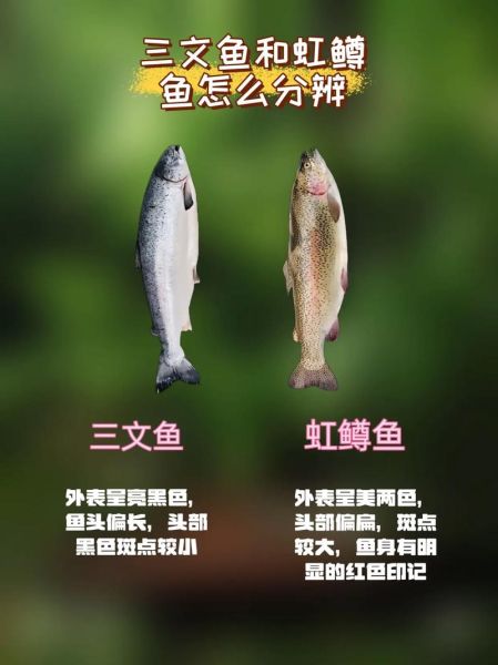 三文鱼和虹鳟鱼的区别_如何一眼分辨真假三文鱼-第3张图片-山城妙识